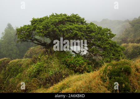 Juniper tree at Faial caldera. Azores, Portugal Stock Photo - Alamy