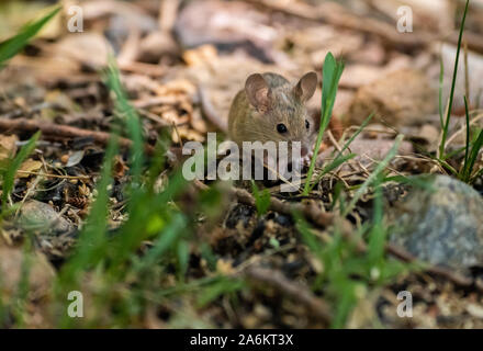 A Common House Mouse Foraging for Food Stock Photo - Alamy