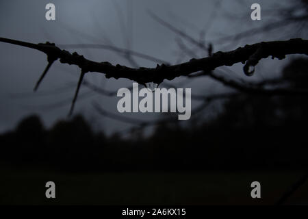 Morning dew dripping from tree branches Stock Photo - Alamy