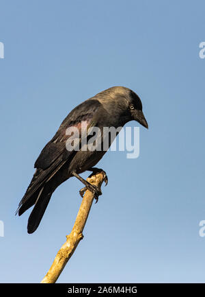 Jackdaw, coleus monedula, perching on a branch in a British Garden ...