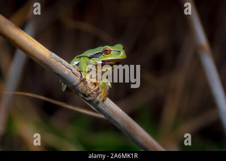Male of European tree frog (hyla arborea) sitting on a cattail leaf ...