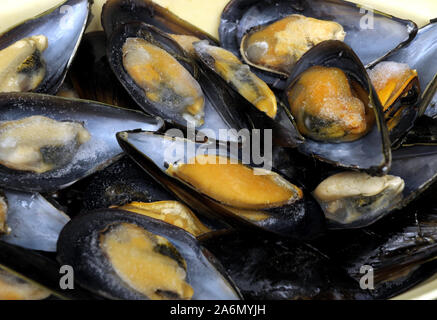 Boiled cooked Mussels, bivalve molluscs, from saltwater and freshwater ...