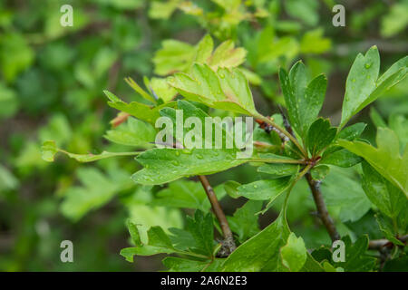 Hawthorn Leaves Growing in Springtime Stock Photo - Alamy