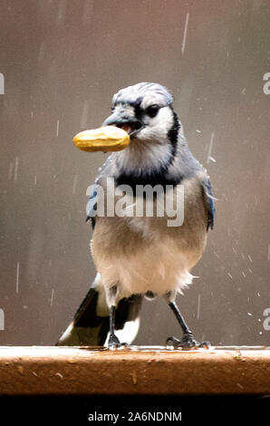 Wet Blue Jay in the Rain Stock Photo - Alamy