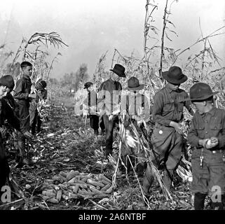 Boy Scouts, Boy Scout Farm, 1917 Stock Photo - Alamy