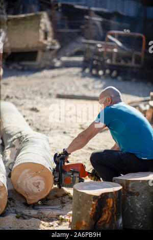 Man cut with saw. Dust and movements. Woodcutter saws tree with ...