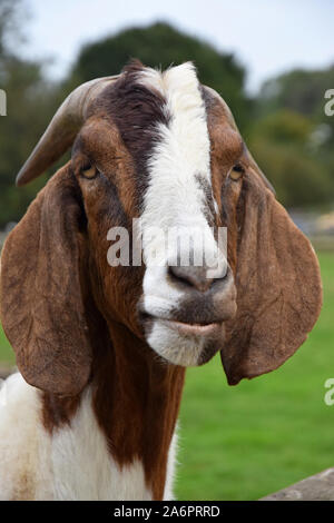 Boer Goat Breed in the Wild Stock Photo - Alamy
