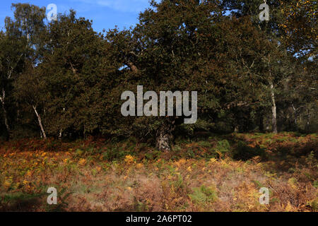 Ashtead Common, British ancient woodland area in Surrey, UK, 2019 Stock ...