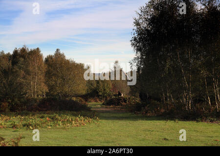 Ashtead Common, British ancient woodland area in Surrey, UK, 2019 with ...