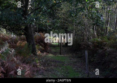Ashtead Common, British ancient woodland area in Surrey, UK, 2019 with ...
