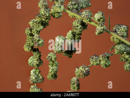 Macro photographie with 90 mm prime lens Stock Photo - Alamy