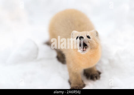 Japanese Marten (Martes melampus), a mammal in winter ermine, looking ...