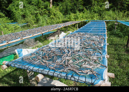 Fish and frogs layed down for drying, for sale on a natural market in ...
