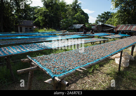 Fish and frogs layed down for drying, for sale on a natural market in ...