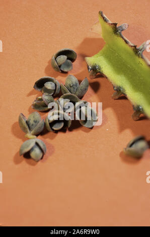 Macro photographie with 90 mm prime lens Stock Photo - Alamy
