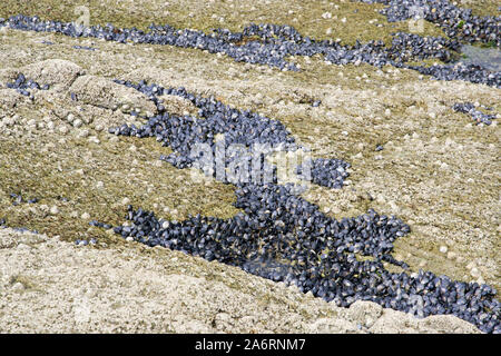 A bed of blue mussels, Mytilus edulis, in the intertidal zone in ...