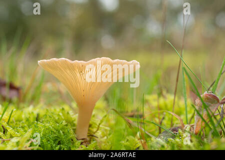 Trooping Funnel Fungus, Clitocybe geotropa, Tricholomataceae Stock ...