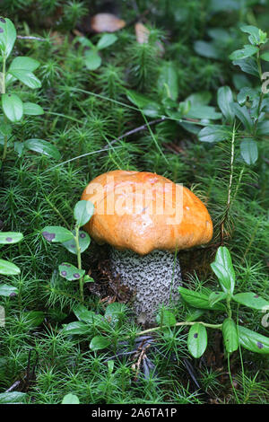 Orange birch bolete mushroom Leccinum versipelle with a light brown cap ...