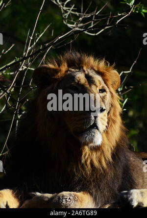 Large male lion sat in sunshine Stock Photo - Alamy