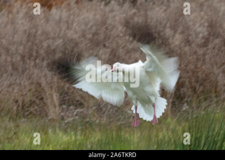 flying Snow Geese Stock Photo - Alamy