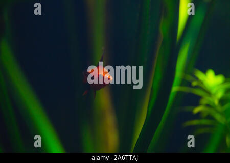 underwater world of fish and plants coral reef sea garden scene of ...
