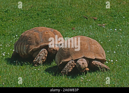 The Sahel region of Sudan Stock Photo - Alamy