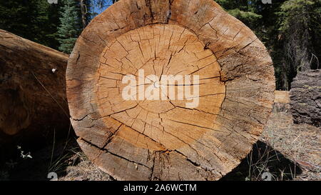 cross-section of a Douglas fir trunk with annual rings Stock Photo - Alamy