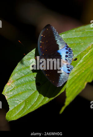 Archduke Butterfly (Lexias pardalis Stock Photo - Alamy