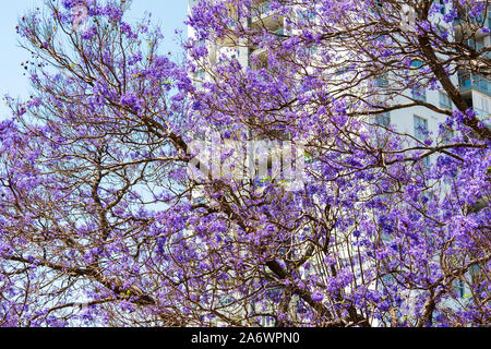 Purple Jacaranda trees in full bloom line Buenos Aires Streets in ...