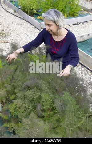 Herb garden in the Luberon, Provence, France Stock Photo - Alamy