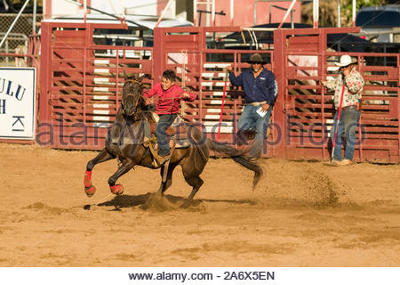 Rodeo cowboy on horseback competing in calf roping, or tie-down Stock ...