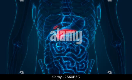 Human Internal Organ Pancreas with Gallbladder Anatomy Stock Photo - Alamy