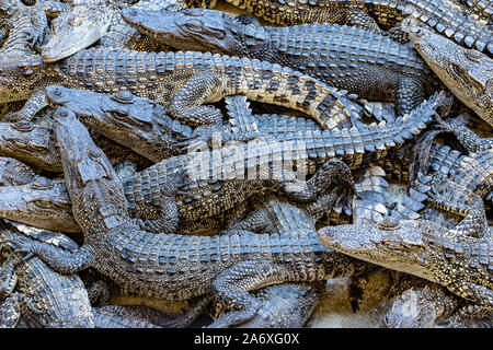 Crocodiles crawling over each other. Many small crocodiles on heap ...