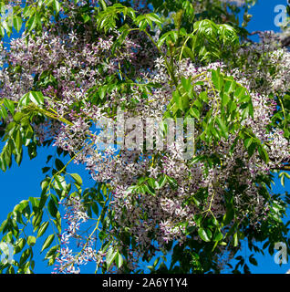 Australian white cedar flowers Melia azedarach Stock Photo - Alamy