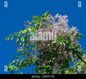 Australian white cedar flowers Melia azedarach Stock Photo - Alamy