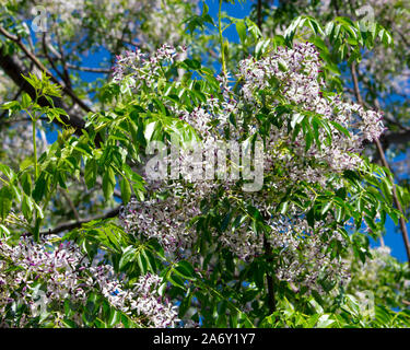 Australian white cedar flowers Melia azedarach Stock Photo - Alamy