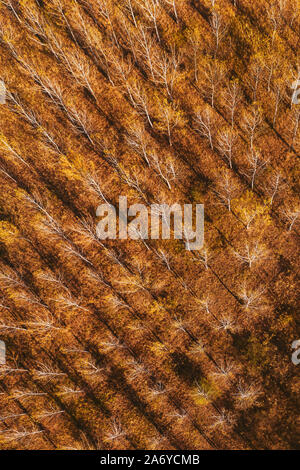 autumn season warm sunlight with colorful trees and leaves Stock Photo ...