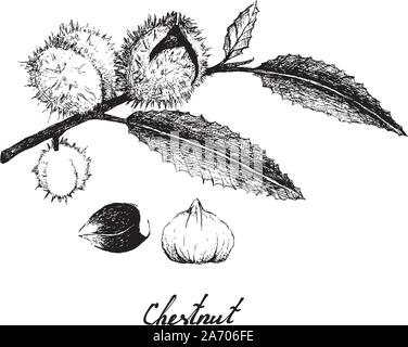 Hand-drawn tree, sweet chestnut. Black and white realistic image ...