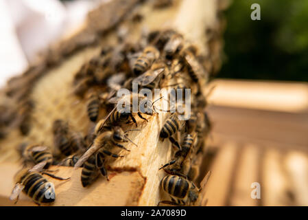 Close up of some bees on a hon Stock Photo - Alamy
