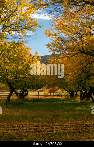 Fall colors Capital Reef National Park Utah Stock Photo - Alamy