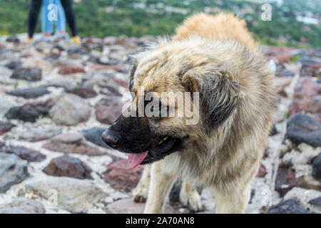 Dogs in Teotihuacan Pyramids Stock Photo - Alamy