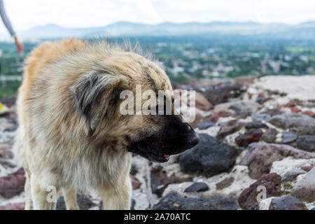 Dogs in Teotihuacan Pyramids Stock Photo - Alamy