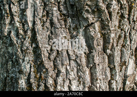 Bark of old apple tree closeup as natural background Stock Photo - Alamy