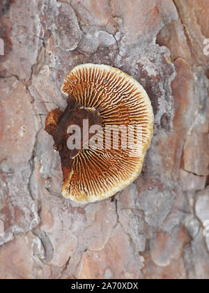 Conifer Mazegill Gloeophyllum sepiarium Stock Photo - Alamy