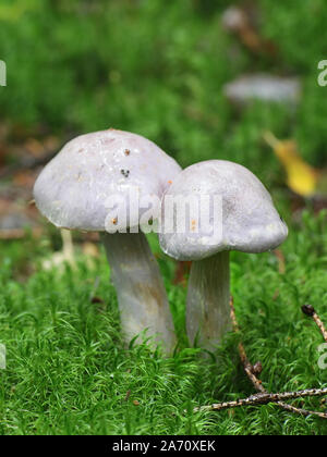 Cortinarius traganus, known as the gassy webcap, wild mushrooms from ...