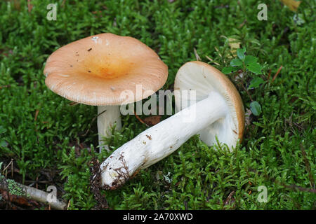 Copper Brittlegill (Russula decolorans Stock Photo - Alamy