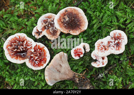 Strawberries and cream, Bleeding Hydnellum, Bleeding tooth fungus, Red ...