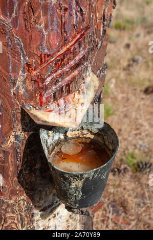 Harnessing resin Corsican pine Pinus pinaster, Pinewoods, Spain Stock ...