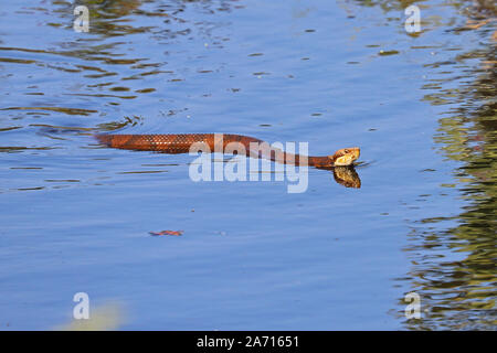 Water moccasin (cottonmouth) snake swimming along a water ditch Stock ...