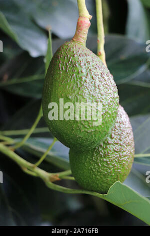 Ripe avocado hanging on an avocado branch with unfocused background and ...